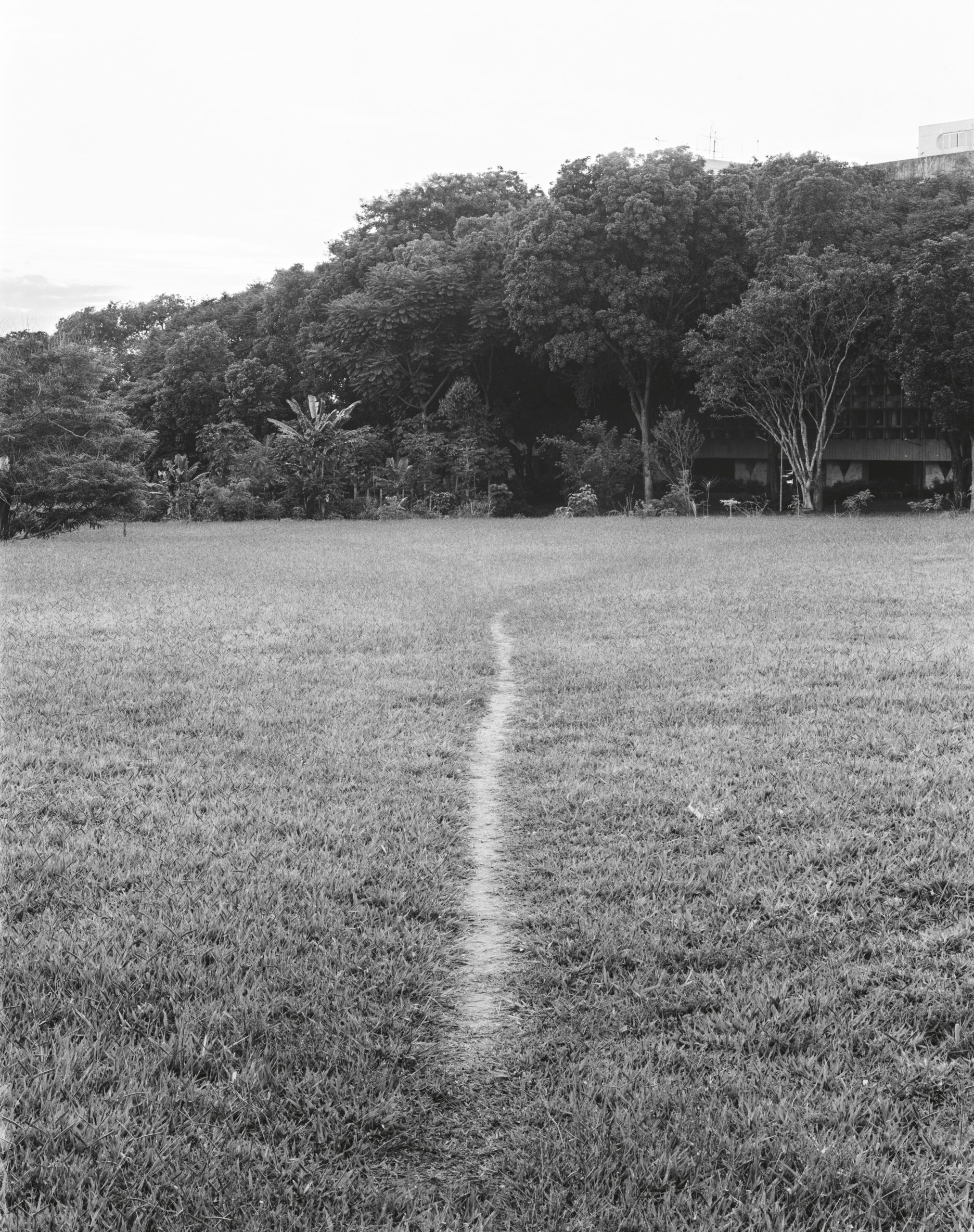 As Linhas de Desejo - Revista Amarello